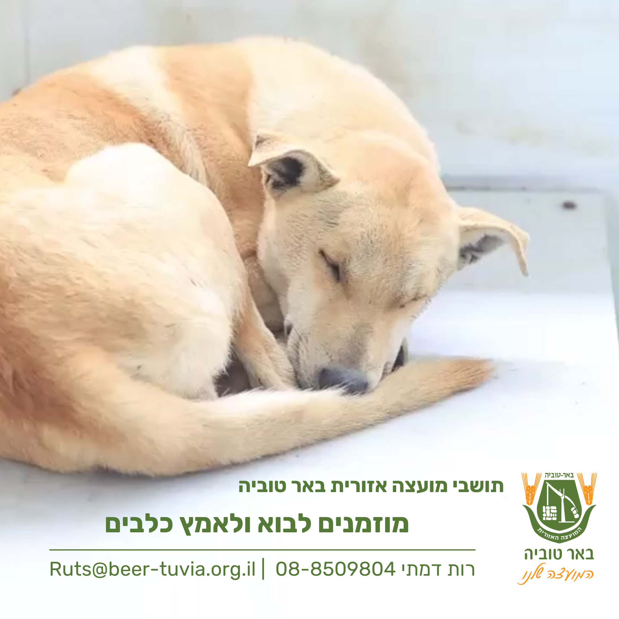 תושבי מועצה אזורית באר טוביה מוזמנים לבוא ולאמץ כלבים